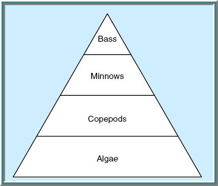 Freshwater Biome Food Pyramid