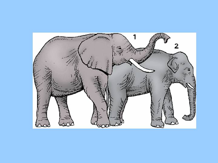 Quia - Practice more Beginning Sounds