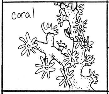 Quia - Invertebrate Phylum Flashcards
