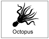 Quia - Invertebrate Phylum Flashcards