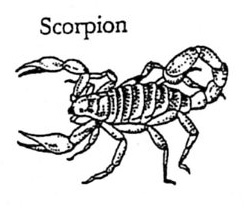 Quia - Invertebrate Phylum Flashcards