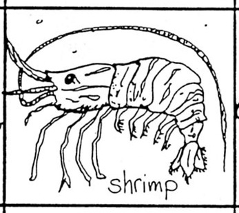 Quia - Invertebrate Phylum Flashcards