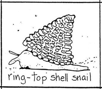 Quia - Invertebrate Phylum Flashcards