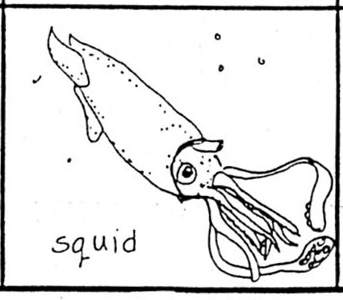 Quia - Invertebrate Phylum Flashcards