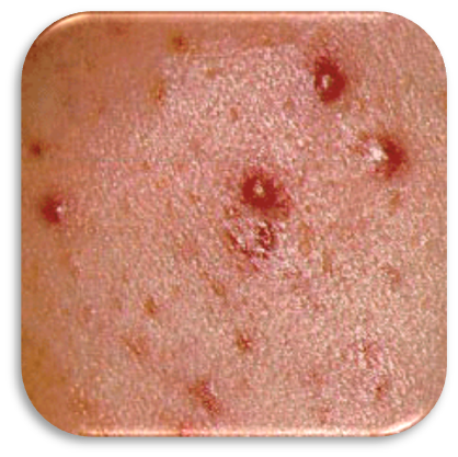 Quia - List of Terms