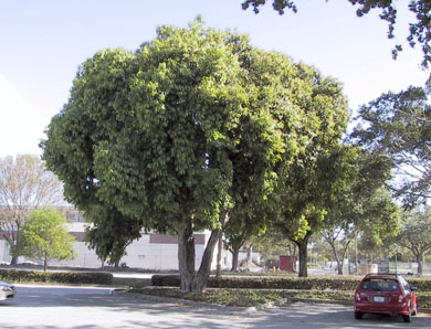 Quia - Invasive Matching Game August 2004