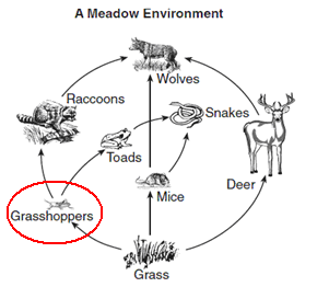 Quia - Goal 5.02- Food Webs