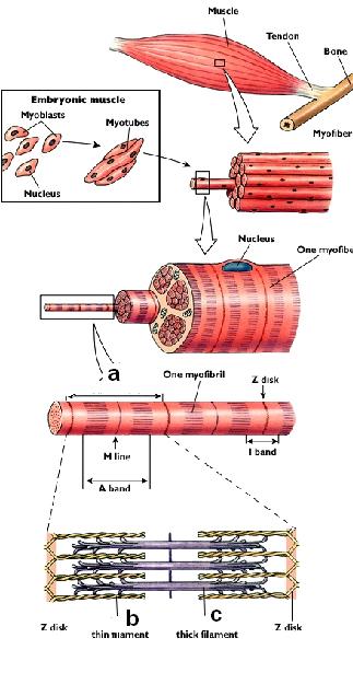 Quia - The Function Matching Game Skeletal and Muscle