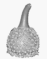 Quia - World Instruments