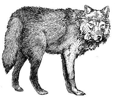 Quia - Animal