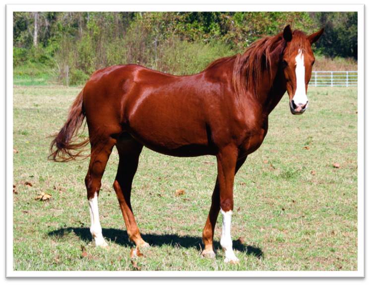 Quia - Animales de la granja 4 juegos