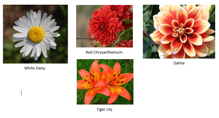 Quia - Class Motto and Flower