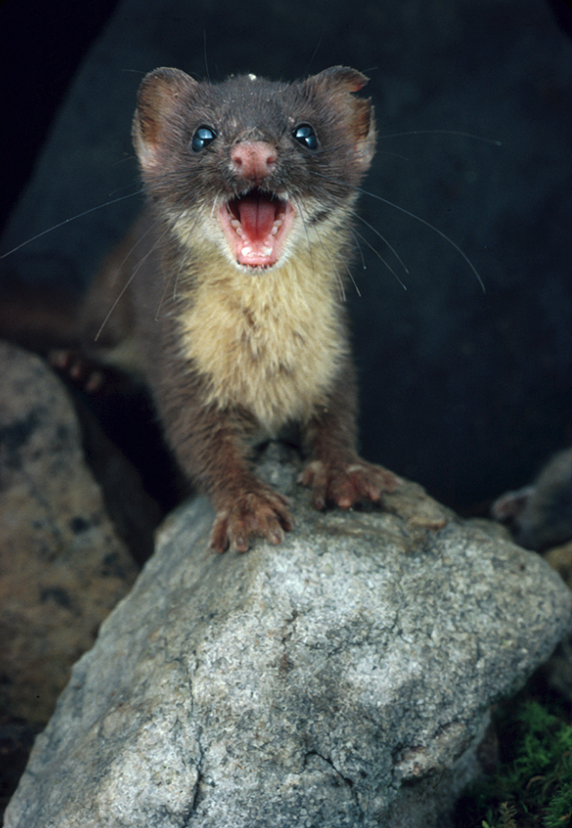 Quia - ENR Wildlife ID