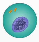 Quia - Mitosis, Cell Cycle, Binary Fission, DNA Structure, DNA Replication