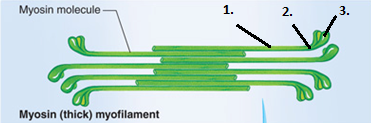 Myosin Definition Anatomy Anatomy Drawing Diagram