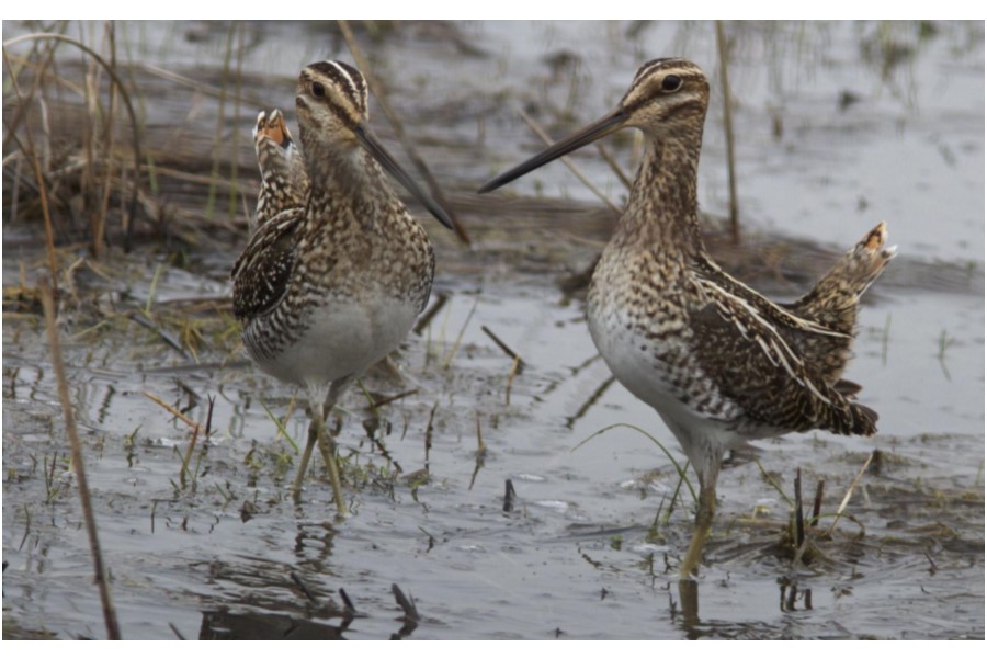 Quia - List of Terms