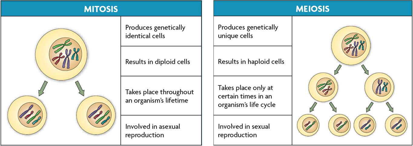 Difference Between Mitosis And Meiosis